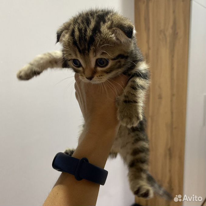 Котятки британские