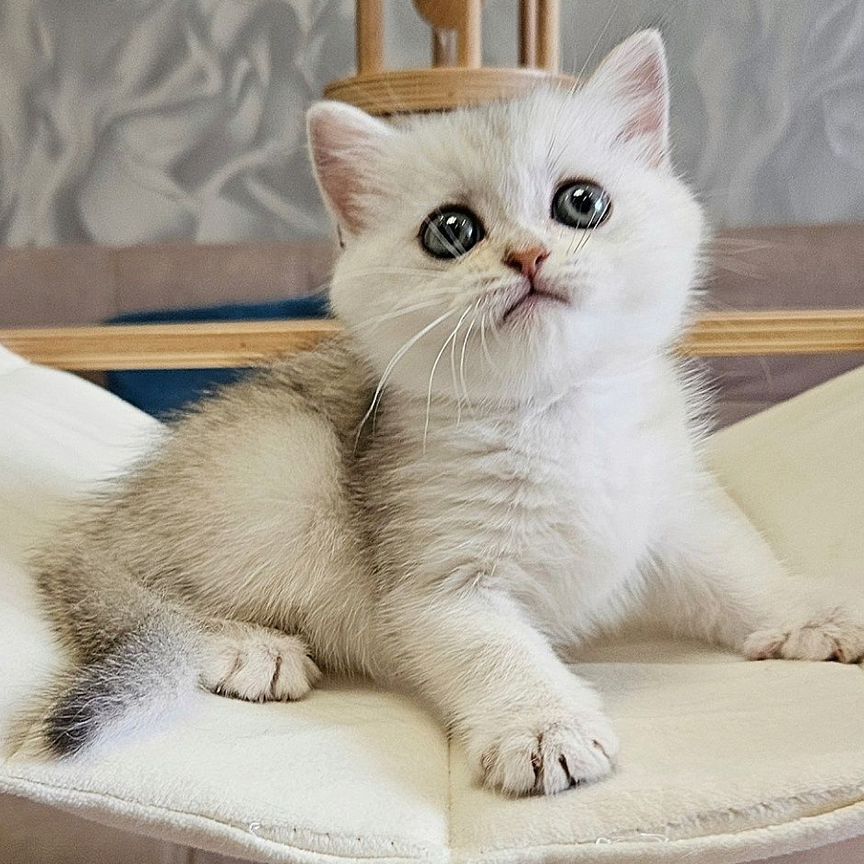 Шотландские котята мальчик