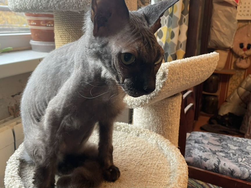 Кот в добрые руки