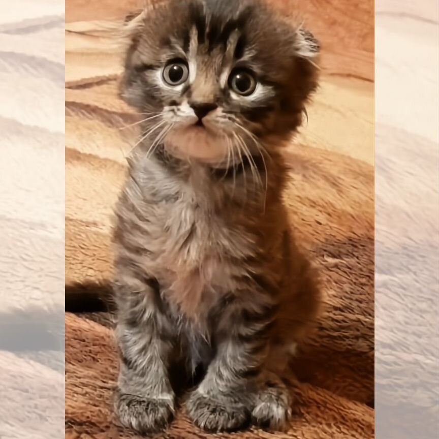 Шотландский вислоухий длинношёрстный котёнок