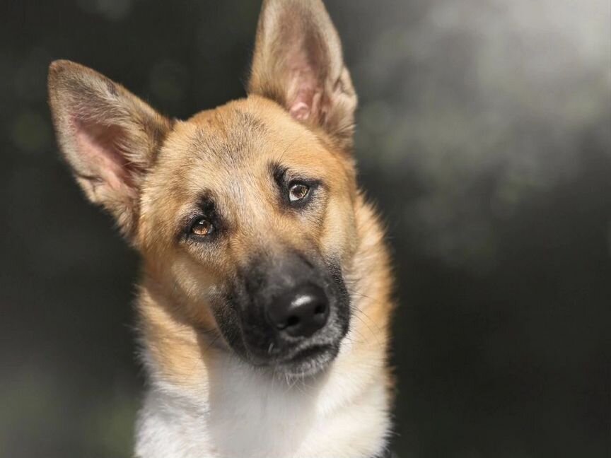 Собака в добрые руки