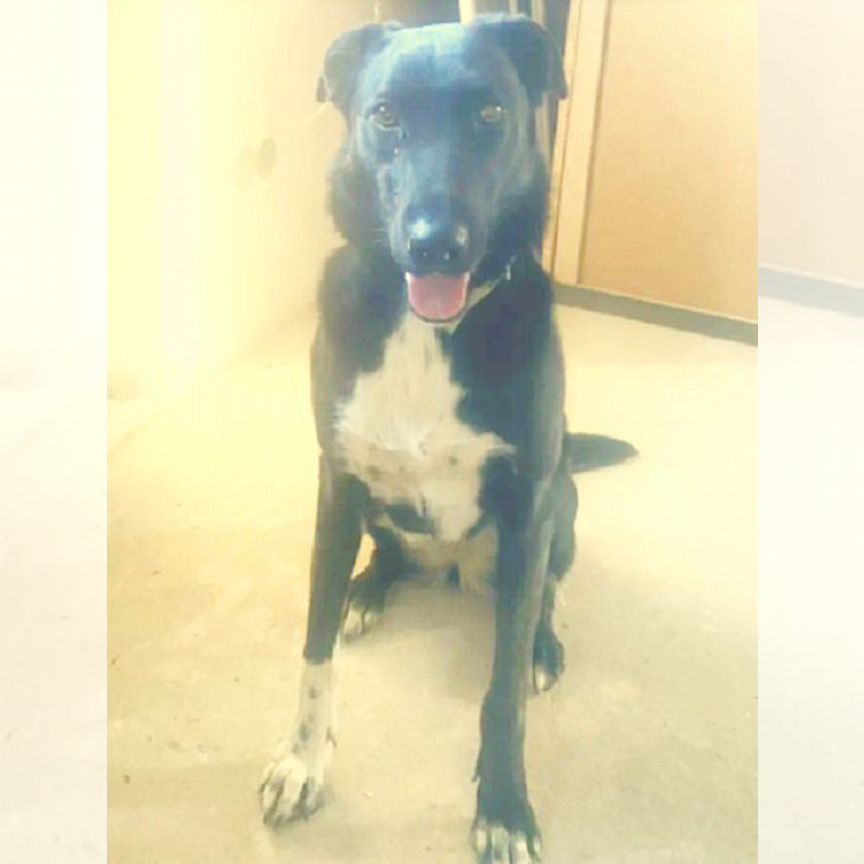 Взрослая собака в добрые руки