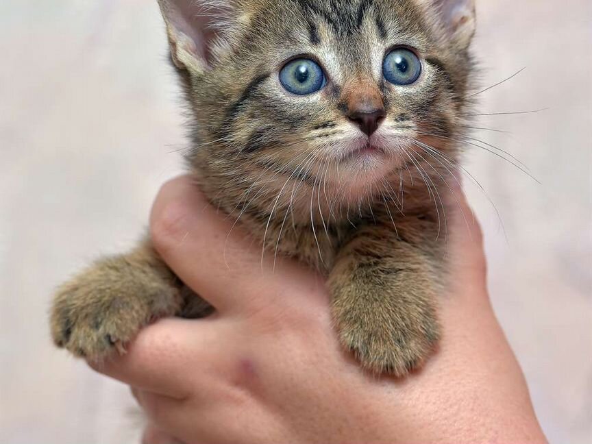 Милый полосатый малыш. Мальчик