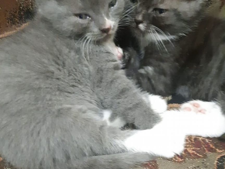 Котята в добрые руки бесплатно