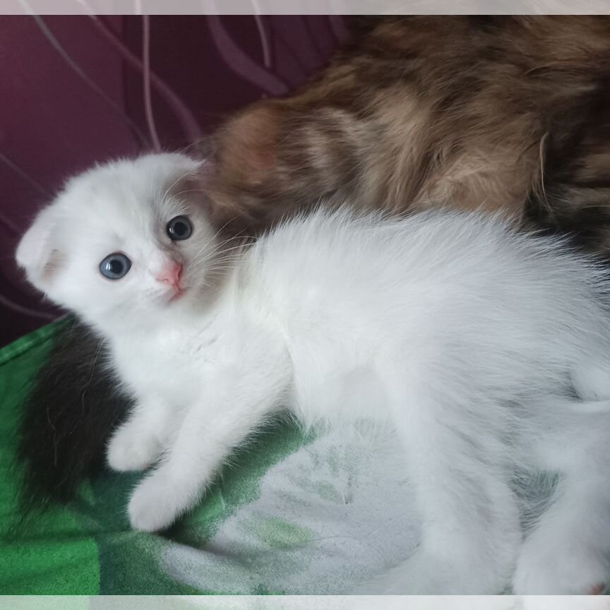 Белый вислоухий котенок