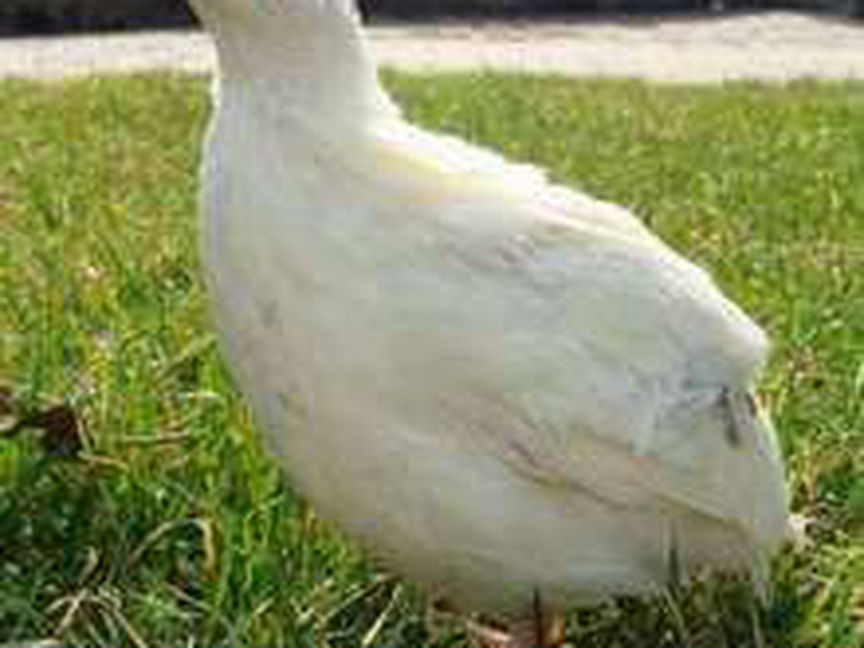 Срочнопродам перепелов на мясо