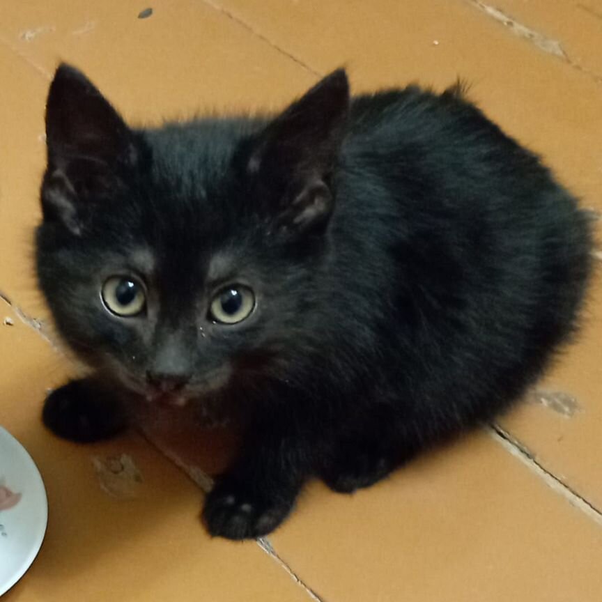 Котёнок ищет дом