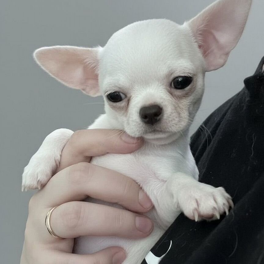 Чихуахуа, щенок