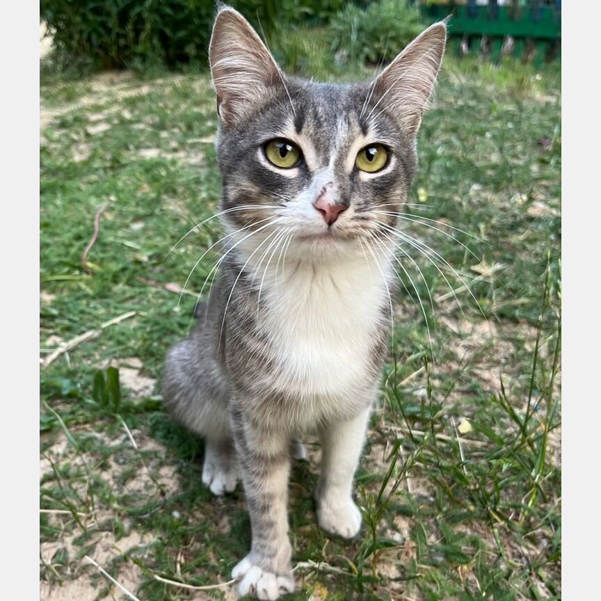 Котик ищет хозяина
