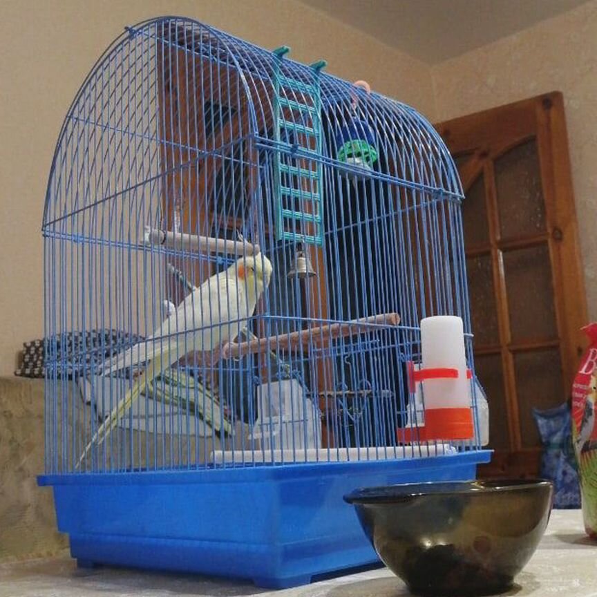 Продаем попугая корелла