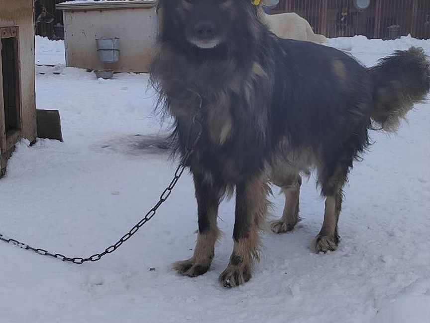 Варис, овчаристый метис