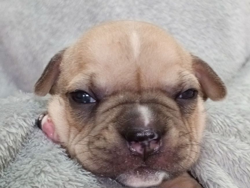 Девочка Ам. Булли