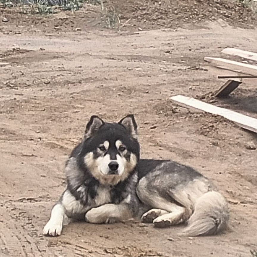 Алясканский маламут