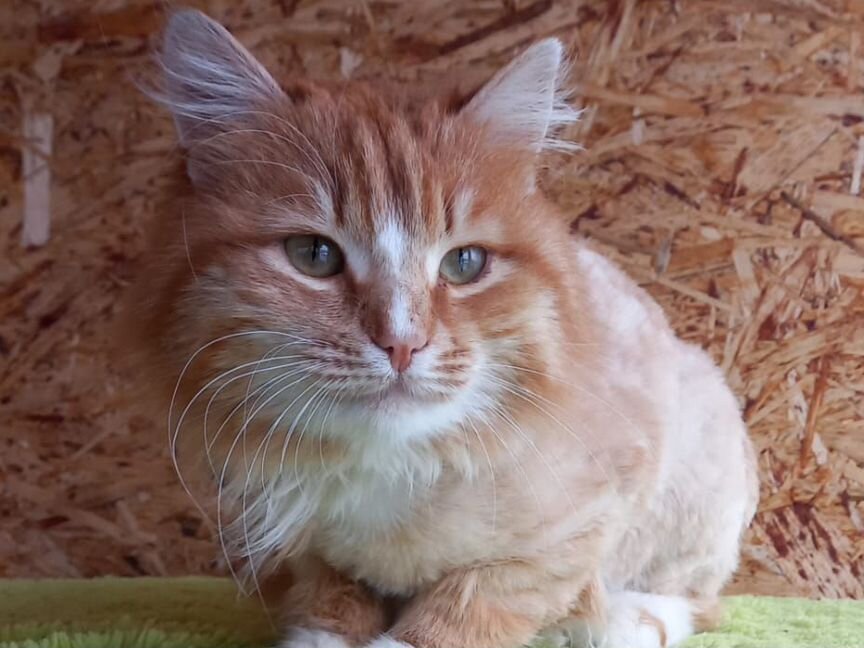 Котик ждет своих хозяев