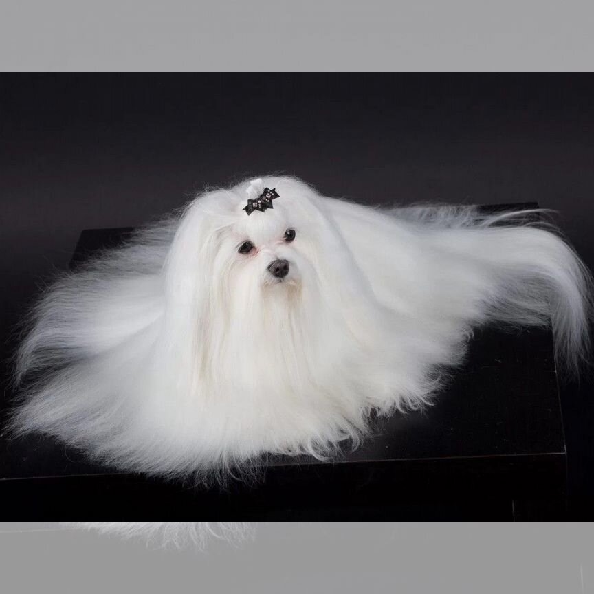 Мальтипу, щенок