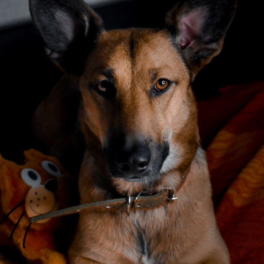 Компаньон в добрые руки