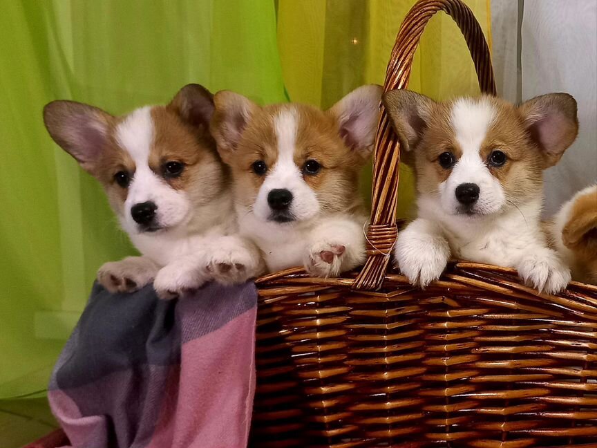 Девочки и мальчики вельш корги пемброк