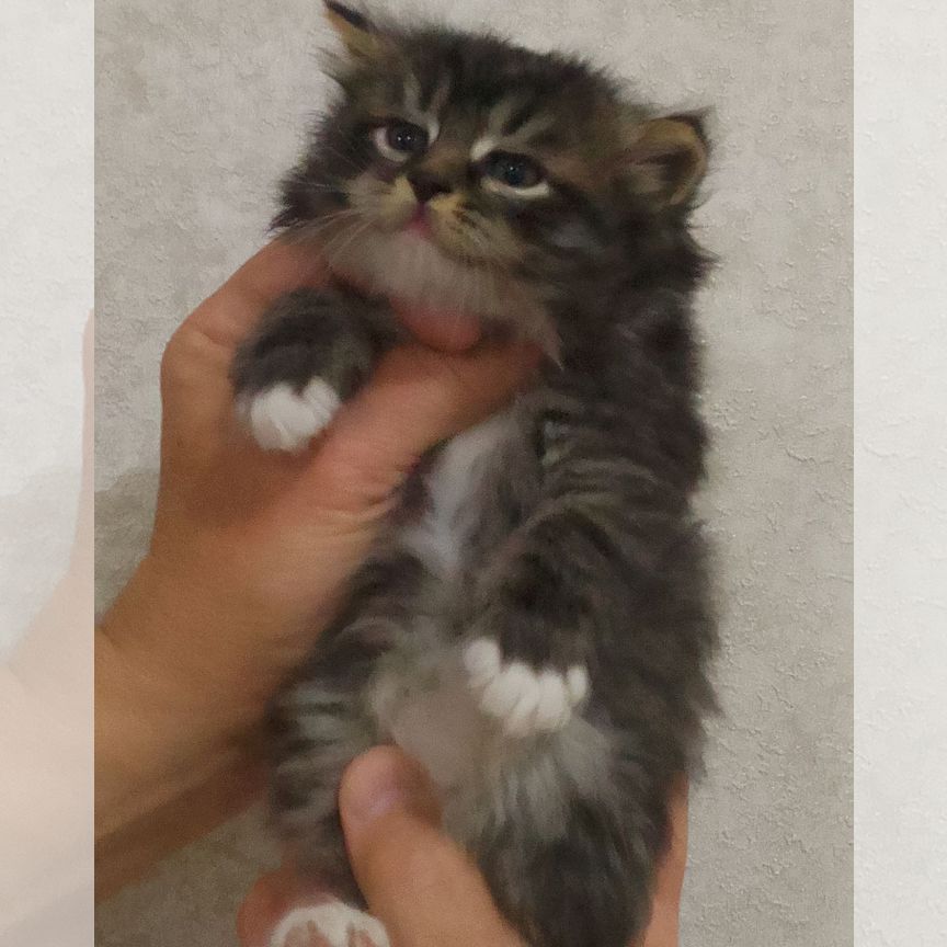 Котята Курильский бобтейл