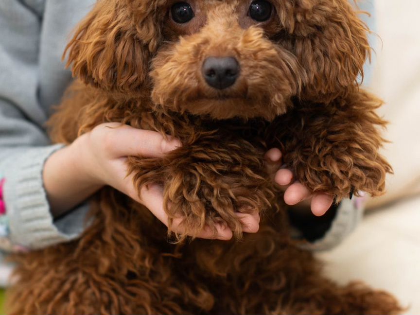 Продам щенка