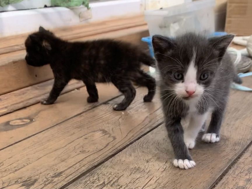 Котята в добрые руки