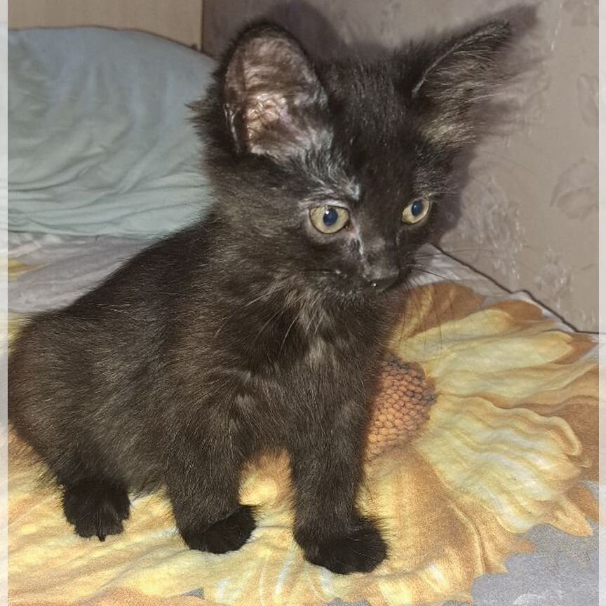 Черный котенок в добрые руки
