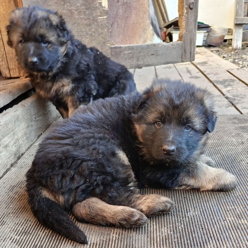 Немецкая овчарка, щенок