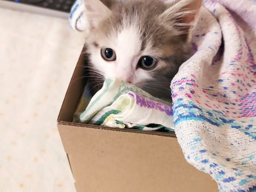 Кошки в добрые руки бесплатно