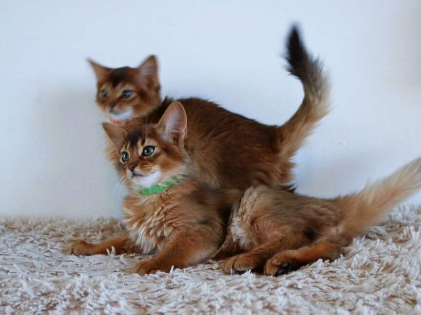 Сомалийские котята
