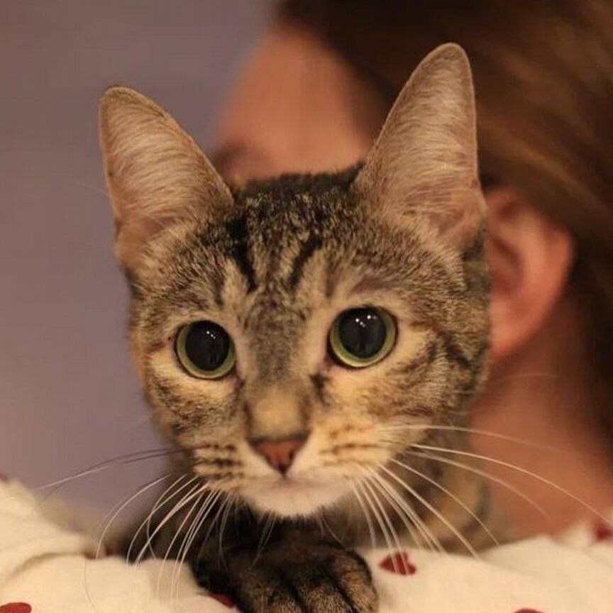 Взрослая, кошка в добрые руки