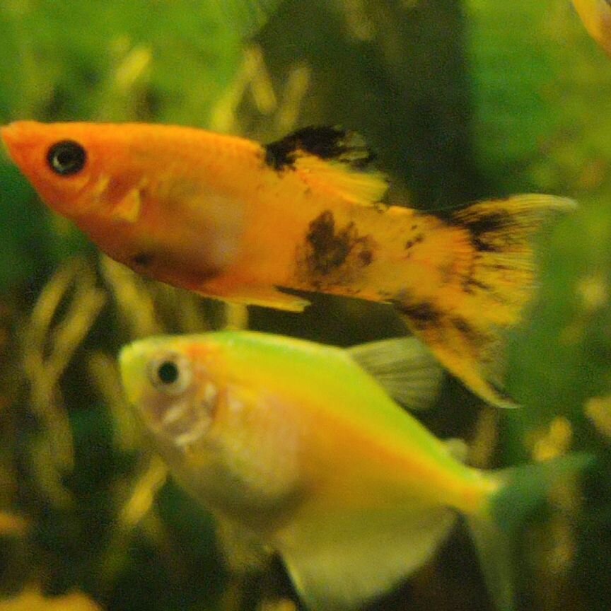 Моллинезия