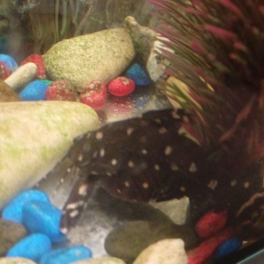 Сом Анциструс