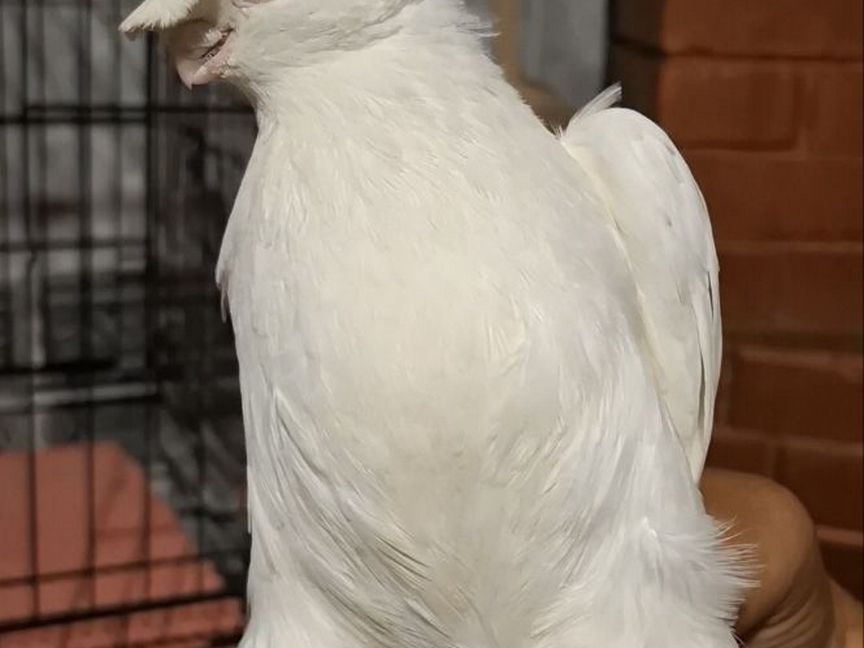 Голуби узбекские