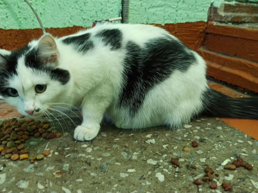 Ищу дом или передержку для кошки с котятами