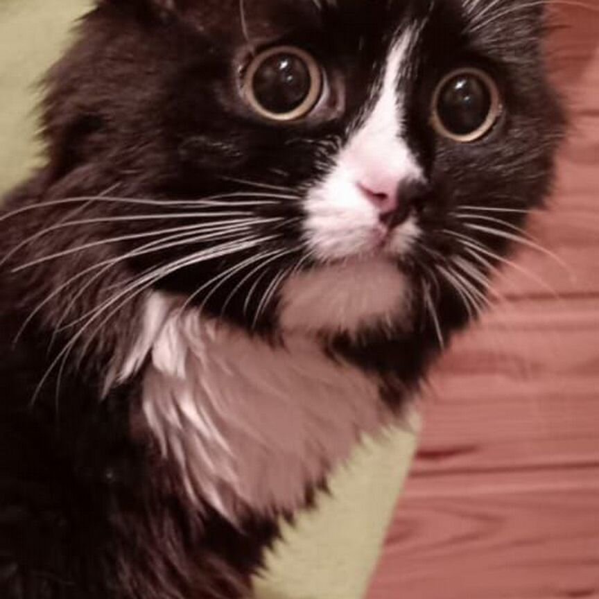 Милый котик
