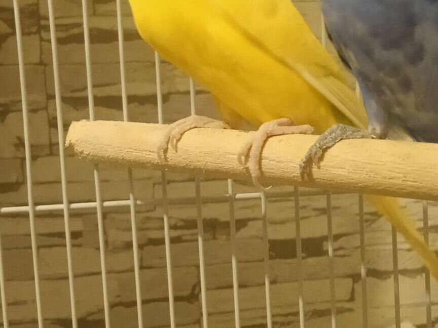 Волнистый попугай отдам бесплатно