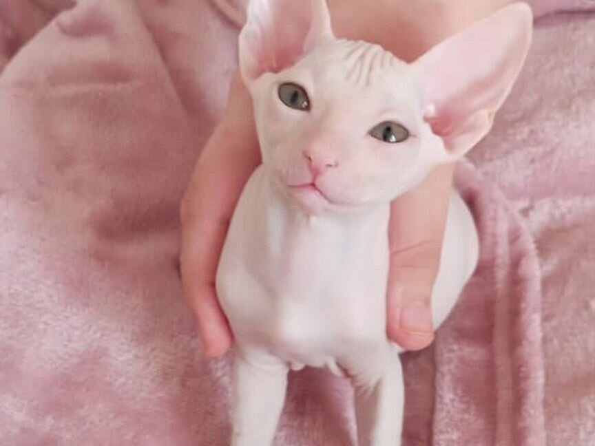 Продаются котята