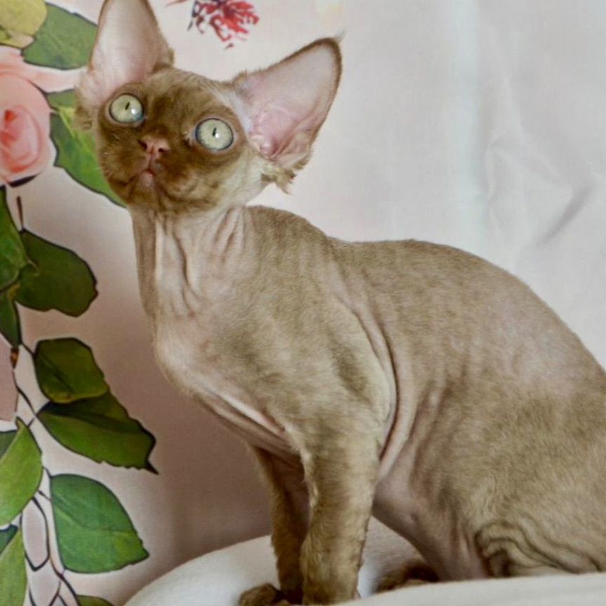 Девон-рекс котёнок