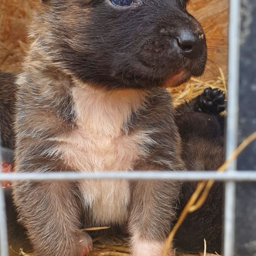 Щенки Малинуа