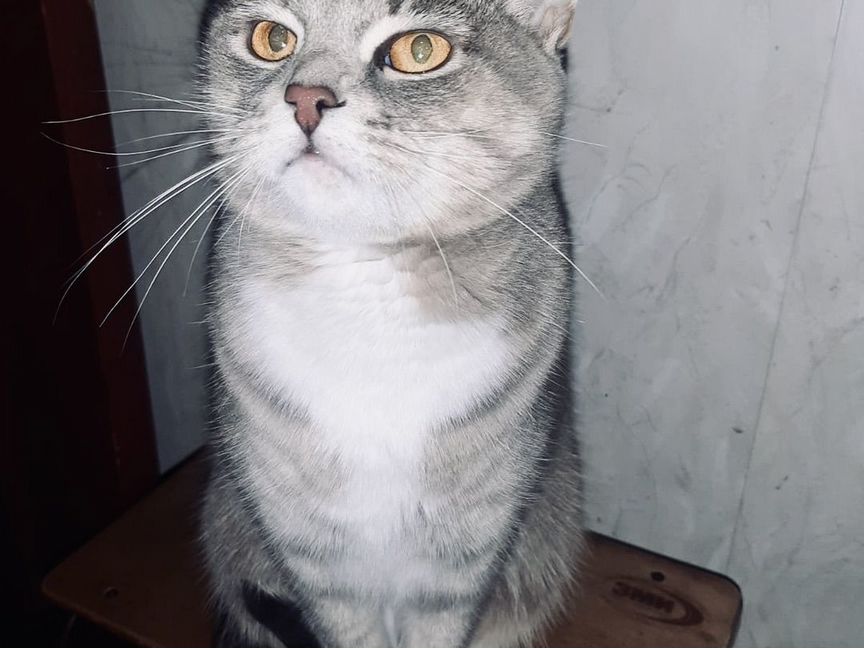 Кошка