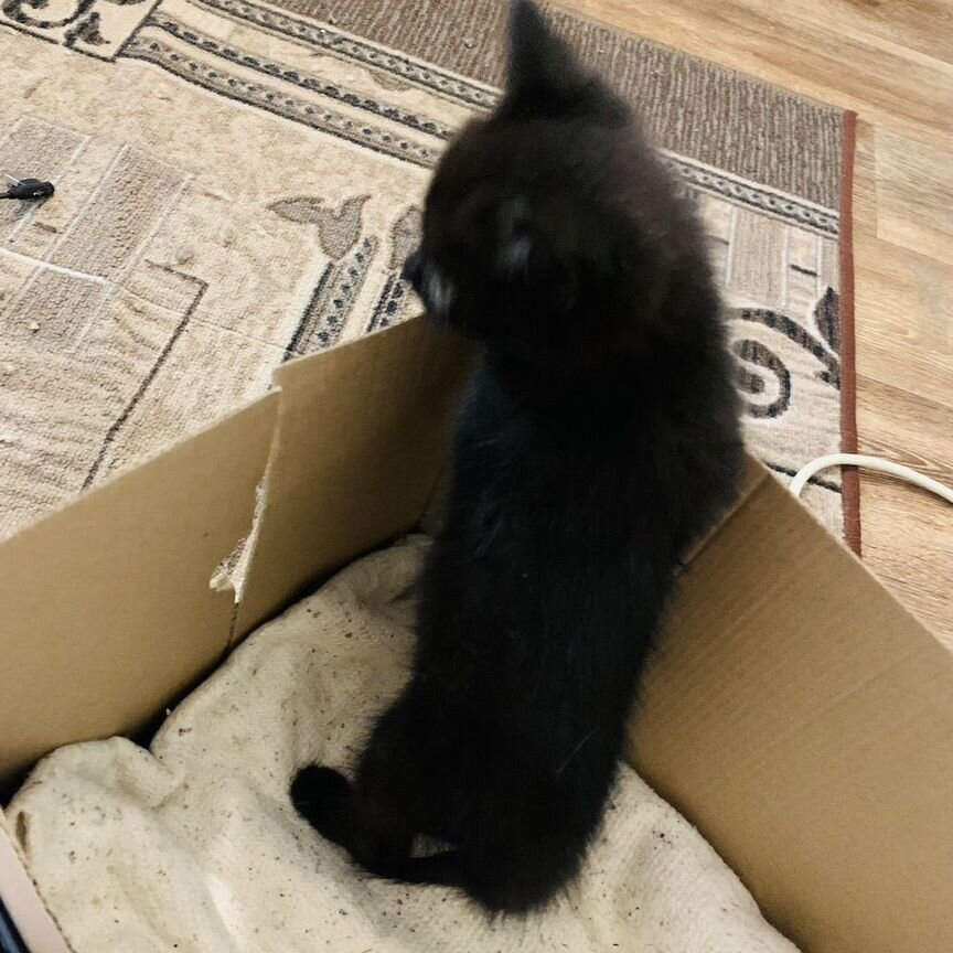 Котенок девочка в добрые руки