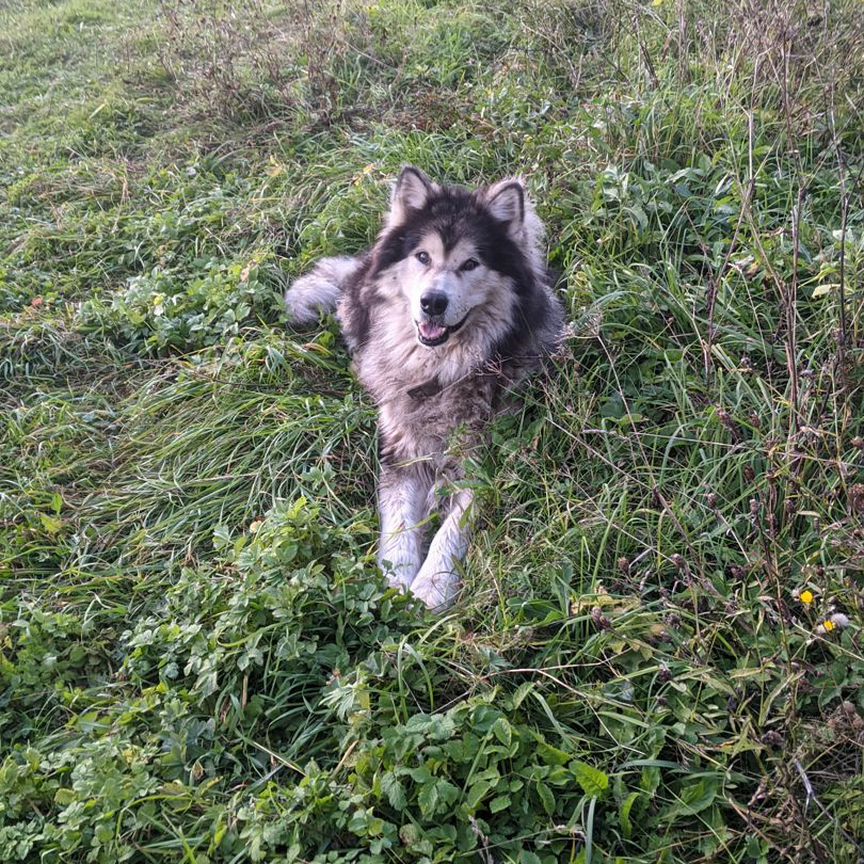 Собака маламут