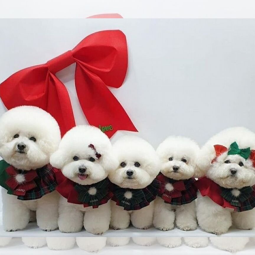 Бишон фризе, щенок