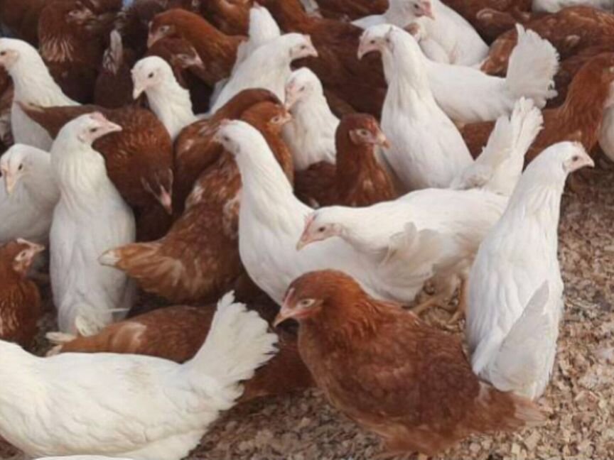 Куры молодки несушки