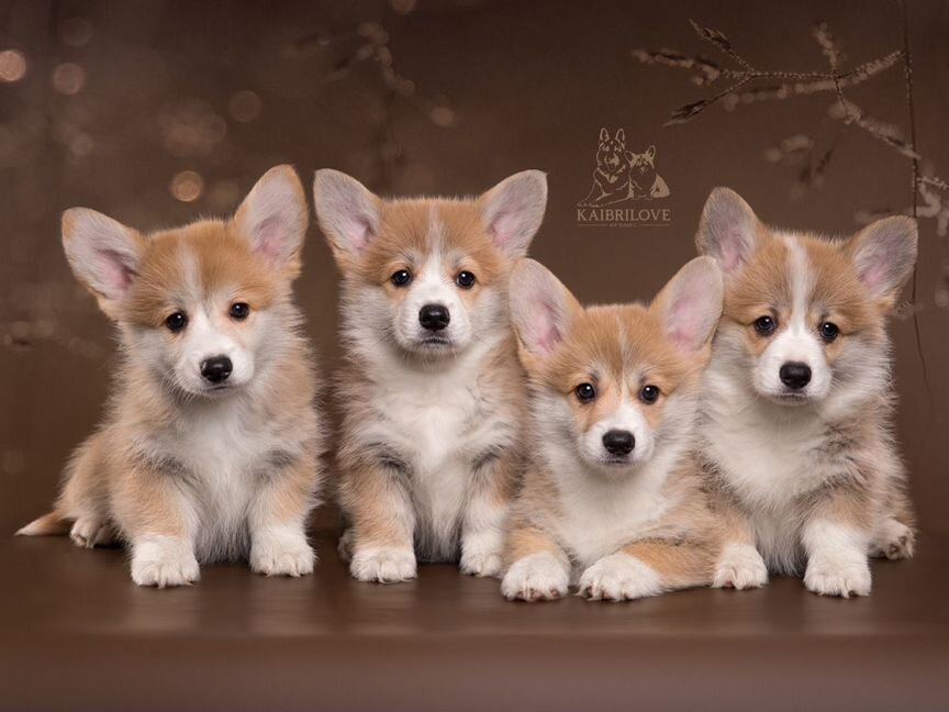 Шикарные щенки вельш корги пемброк