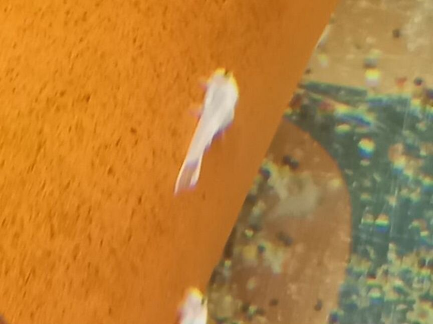 Анциструс white snow l144