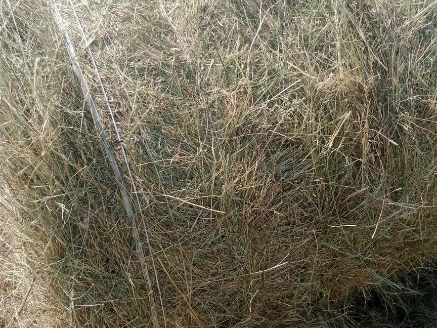 Сено в рулонах