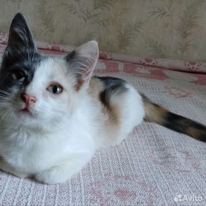 Прекрасная Пенелопа - котёночек в добрые руки