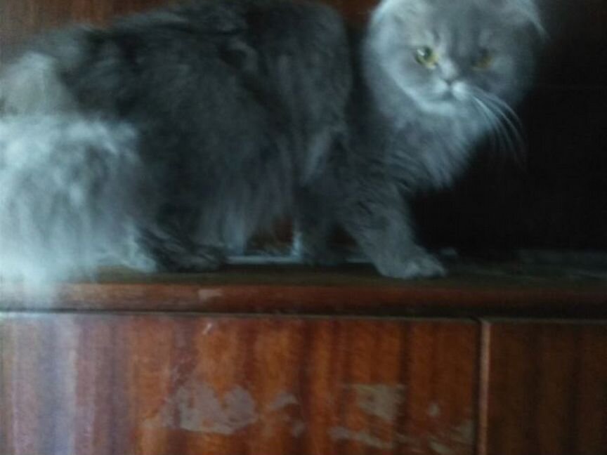 Котик британский