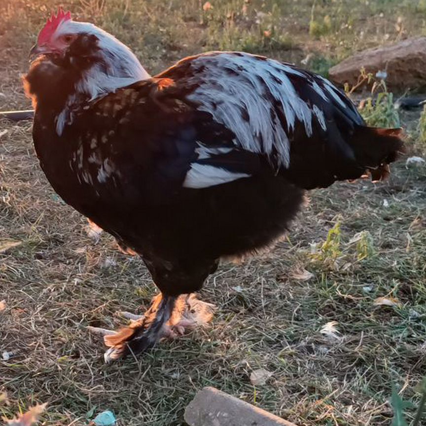 Петух фавероль