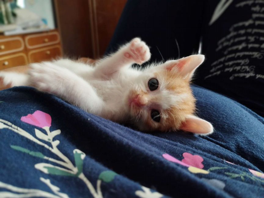 Крошечный котёнок Орешка